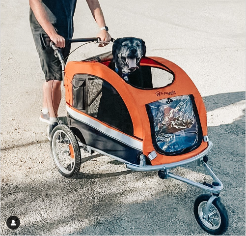 Caring for Elderly Dogs: Nurturing the Golden Years – Booyah Strollers